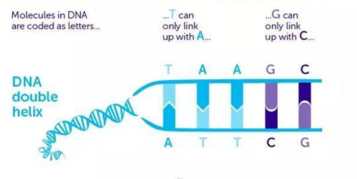 超越ATCG！科学家首次合成包含六种碱基的生命体_手机新浪网