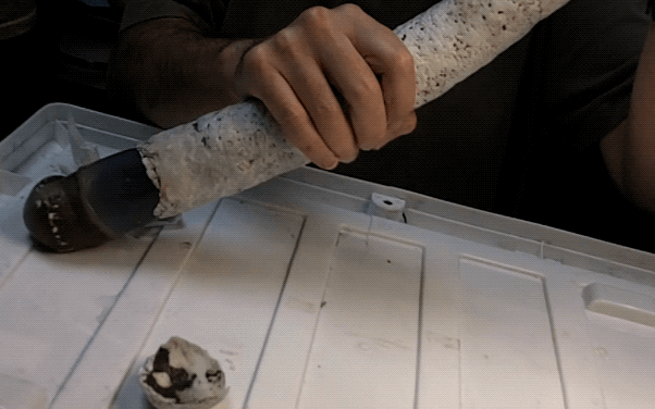 能让人做噩梦的生物：科学家发现巨型船蛆活体_手机新浪网