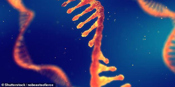 最新研究或颠覆原先理论：RNA与DNA曾是一体？_手机新浪网