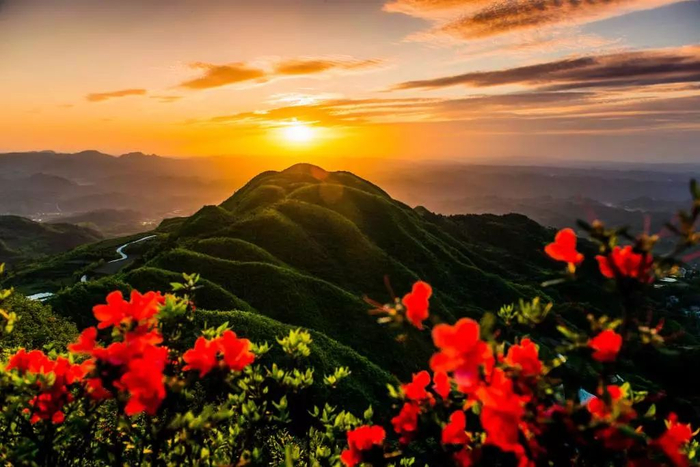 黔东南这片花海，火到英国去啦！了解一下|龙泉山|桃花园|花海_新浪新闻