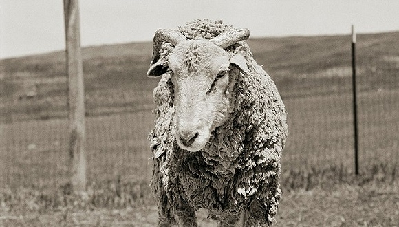 得以终老：当农场动物变老会是什么样子？_手机新浪网