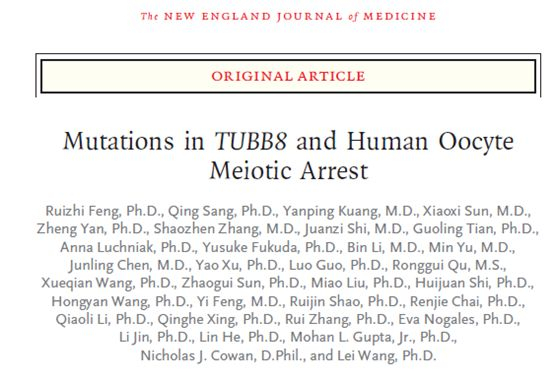 新基因 | TUBB8基因突变与女性卵母细胞减数分裂停滞|减数分裂|细胞|微管|突变|蛋白_新浪新闻