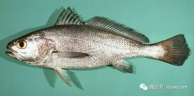 徘徊在生死边缘的中国特有物种-黄唇鱼