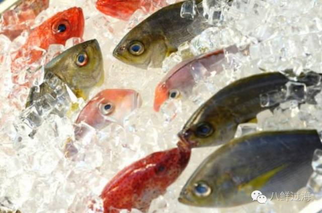 张新民吃话 | 古老神秘的捕鱼法，大黄鱼等石首鱼类的伤疤