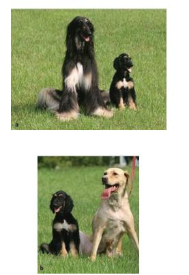 世界上第一只克隆犬背后的故事_手机新浪网