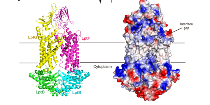 生物物理所揭示细菌脂多糖跨膜转运机理_手机新浪网