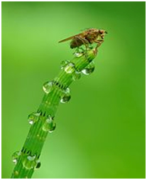 Science：首次鉴定出家蝇的雄性决定基因Mdmd|家蝇|基因|性别|人工智能|雄性_手机新浪网