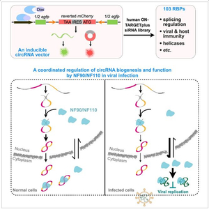上海生科院发现NF90/NF110对环形RNA表达调控和功能作用新机制_手机新浪网