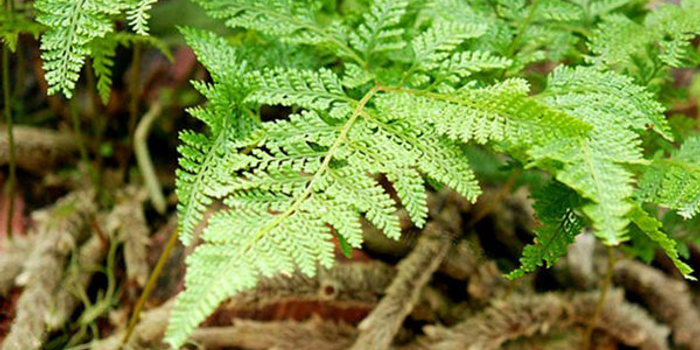 日本科学家发现传统中药成分可治阿尔茨海默氏病_手机新浪网