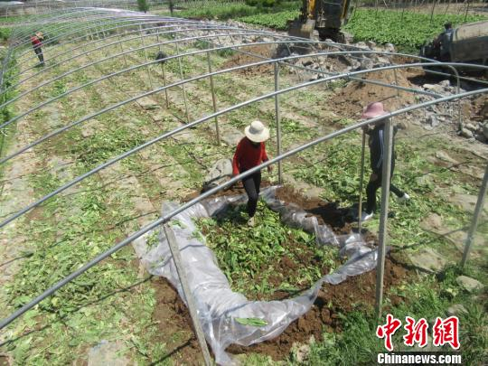 甘肃武山探绿色农业发展 尾菜还田变有机肥料(图)|甘肃|武山县|武山_手机新浪网