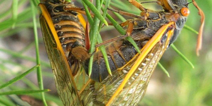 17年了：周期蝉Brood IX即将“攻陷”美国东海岸_手机新浪网