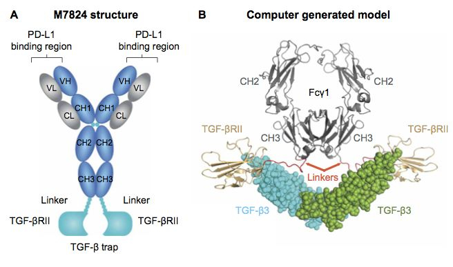 PD-L1/TGF-β双功能融合蛋白M7824分析，默克能否靠它翻身？