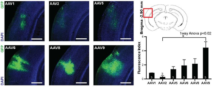 费心整理：神经系统AAV血清型选择指南（值得收藏）|突触_新浪新闻