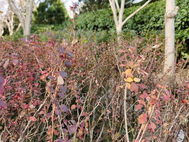 全系支持5G售价3299元起 荣耀V30 PRO首发体验__财经头条