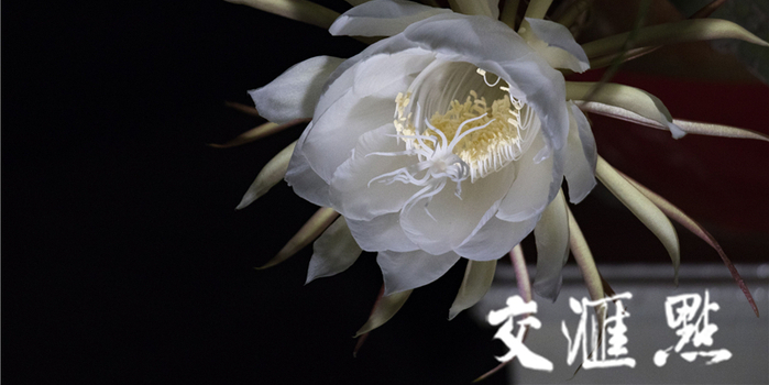 视频｜难得一见！延时记录昙花绽放全过程_手机新浪网