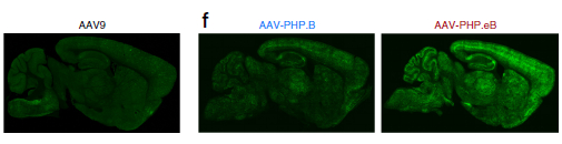 费心整理：神经系统AAV血清型选择指南（值得收藏）_新浪新闻