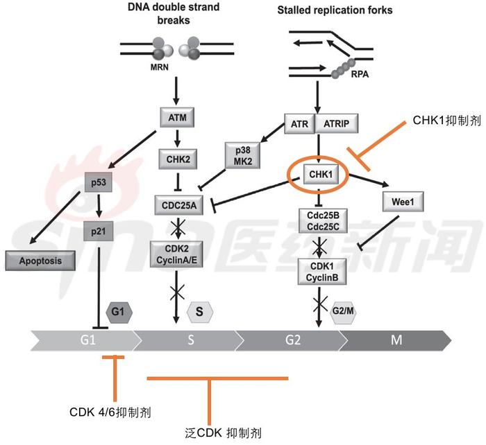 Chk1抑制剂市场分析：多家制药巨头都曾布局，只有礼来还在坚持|礼来|抑制剂|肿瘤细胞|细胞|检查点_新浪新闻