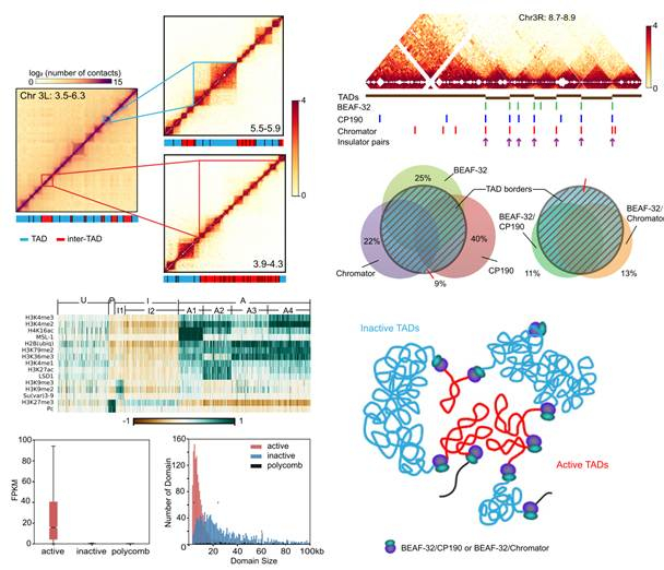 [交大智慧]交大生物医学工程研究团队发表基因组结构重要成果[图]_手机新浪网