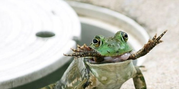 美国夫妇捕捉牛蛙捕杀同类瞬间(图)_手机新浪网