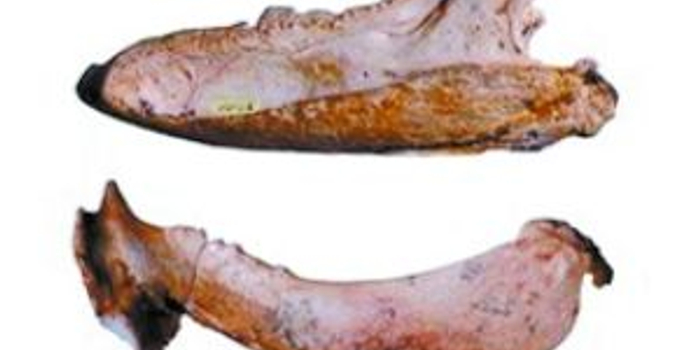 科学家解开无颚鱼存活之谜_手机新浪网