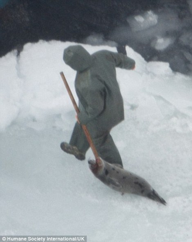 血染的冰面:加拿大野蛮捕杀海豹棍棒打死剥皮_新浪图片