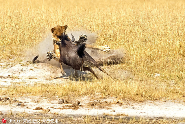 非洲狮子凶悍捕食：闪电出击一招猎杀牛羚_新浪图片